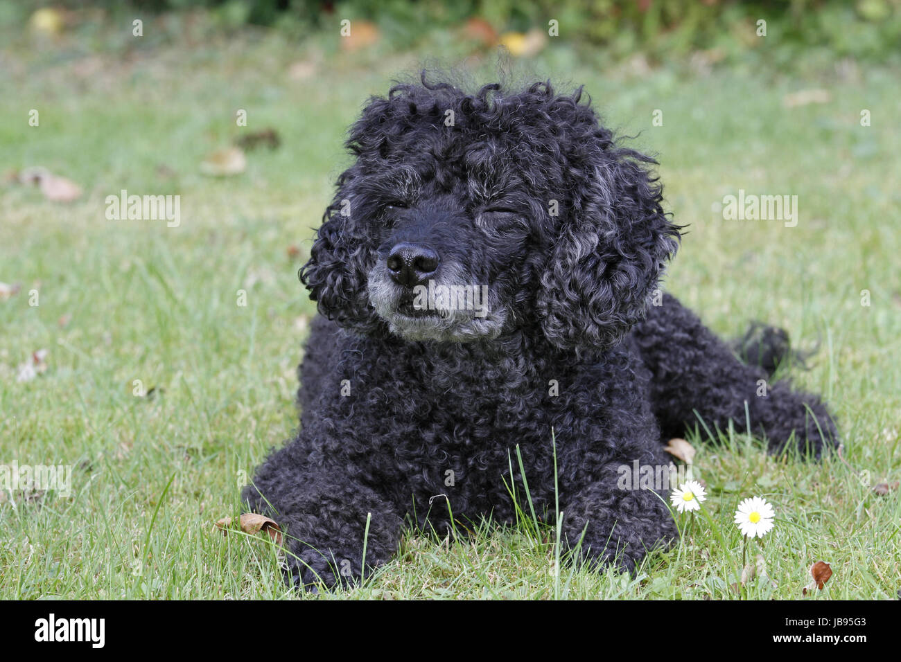 Zwergpudel hi-res stock photography and images - Alamy