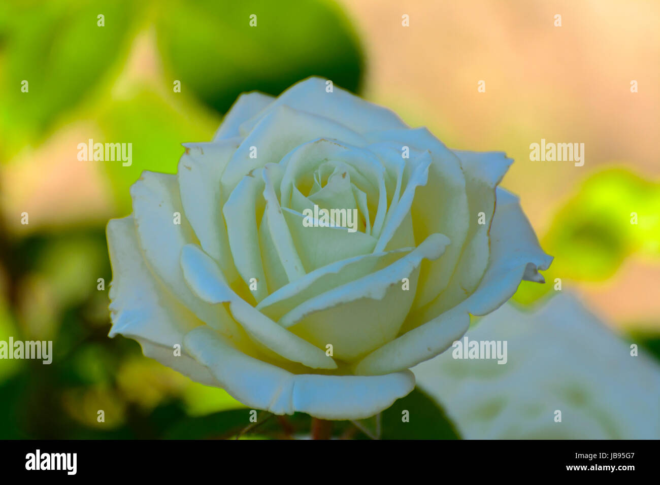 Beautiful floral background. Amazing view of a white rose blooming in ...