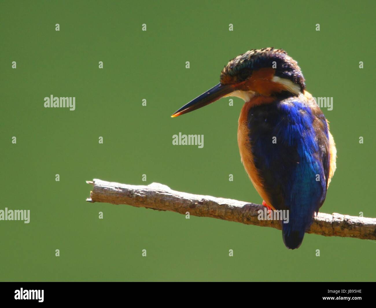 Malagasy kingfisher alcedo vintsioides hi-res stock photography and ...