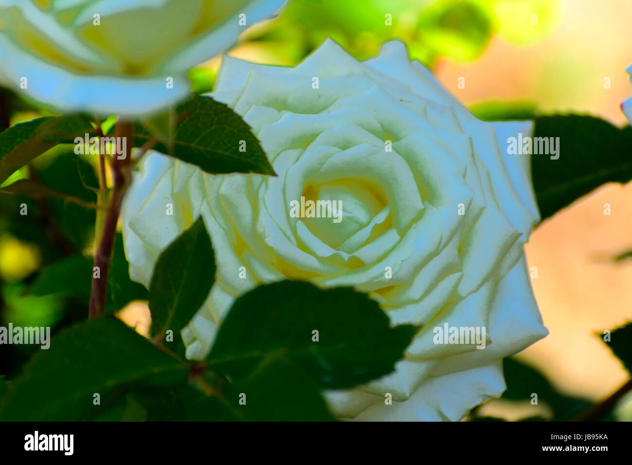 Beautiful floral background. Amazing view of a white rose blooming in ...