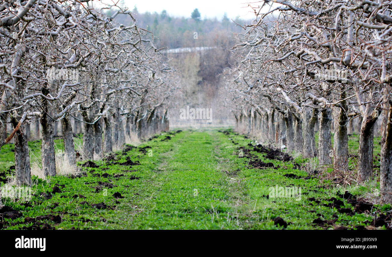 image of a natural fertilizing an apple orchard in spring Stock Photo ...