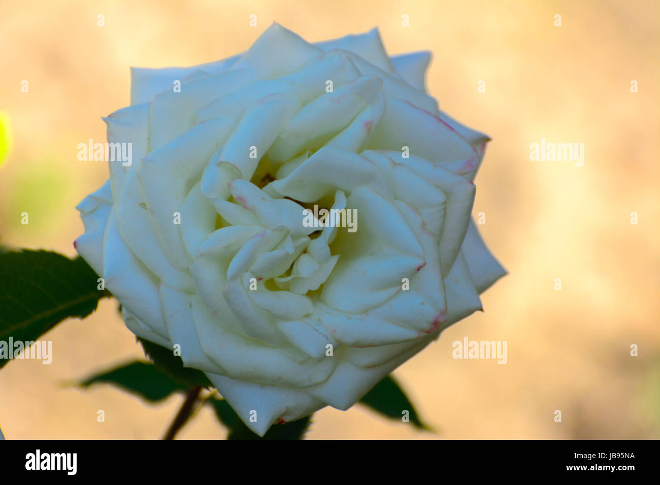 Beautiful floral background. Amazing view of a white rose blooming in ...