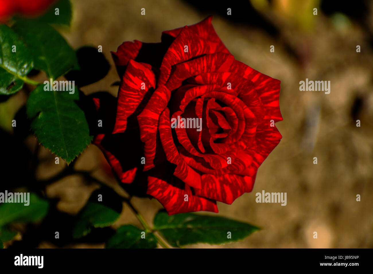 Beautiful floral background. Amazing view of a bright red rose blooming ...