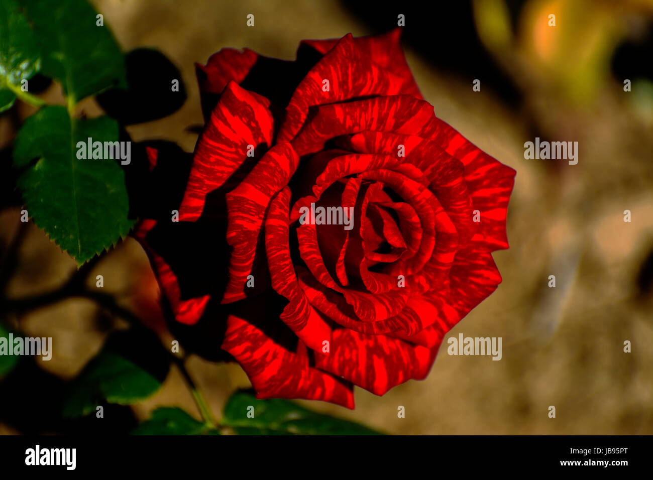 Beautiful floral background. Amazing view of a bright red rose blooming ...