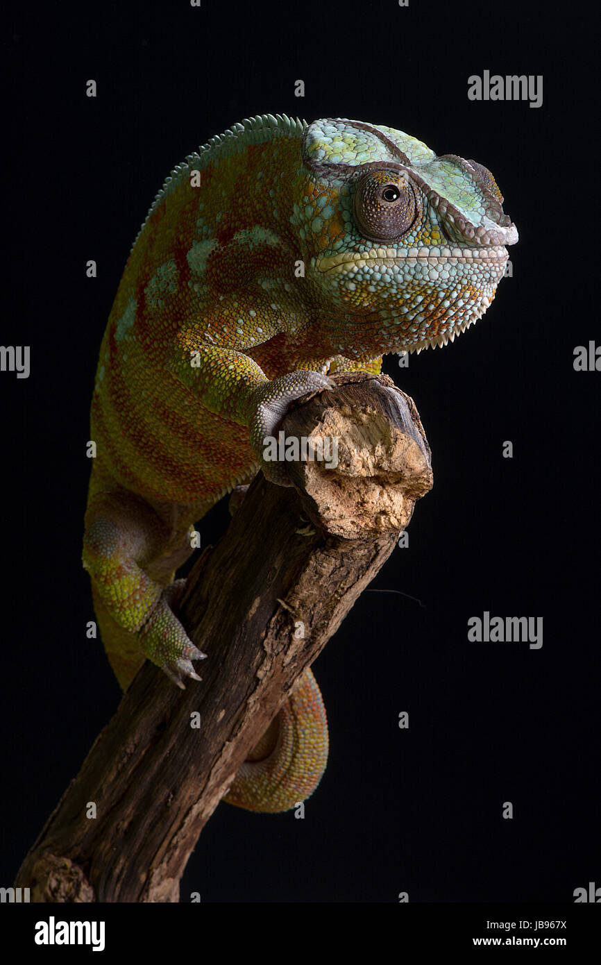 A head on close up portrait of a panther chameleon balancing on the top ...