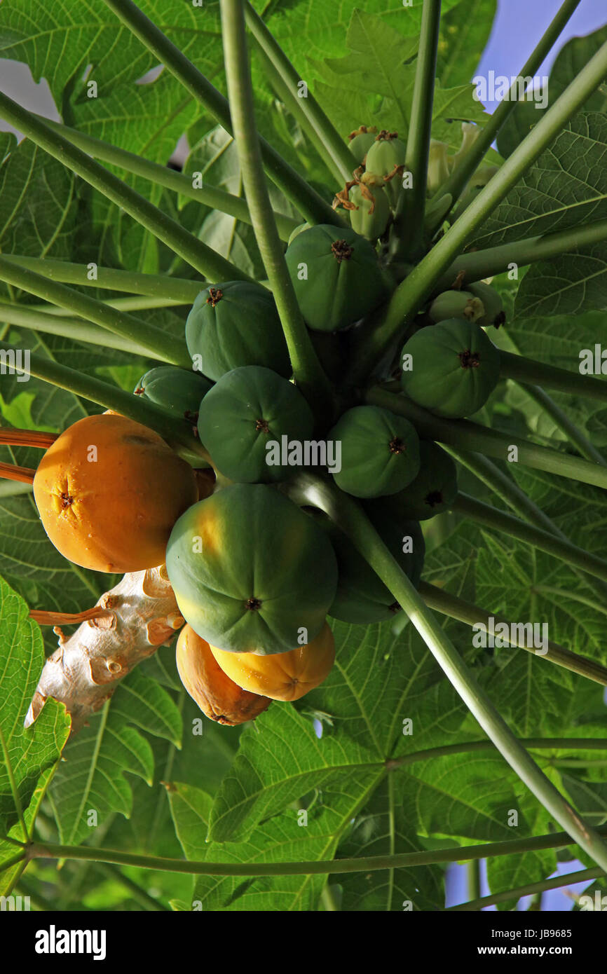 Papain fruits hi-res stock photography and images - Alamy
