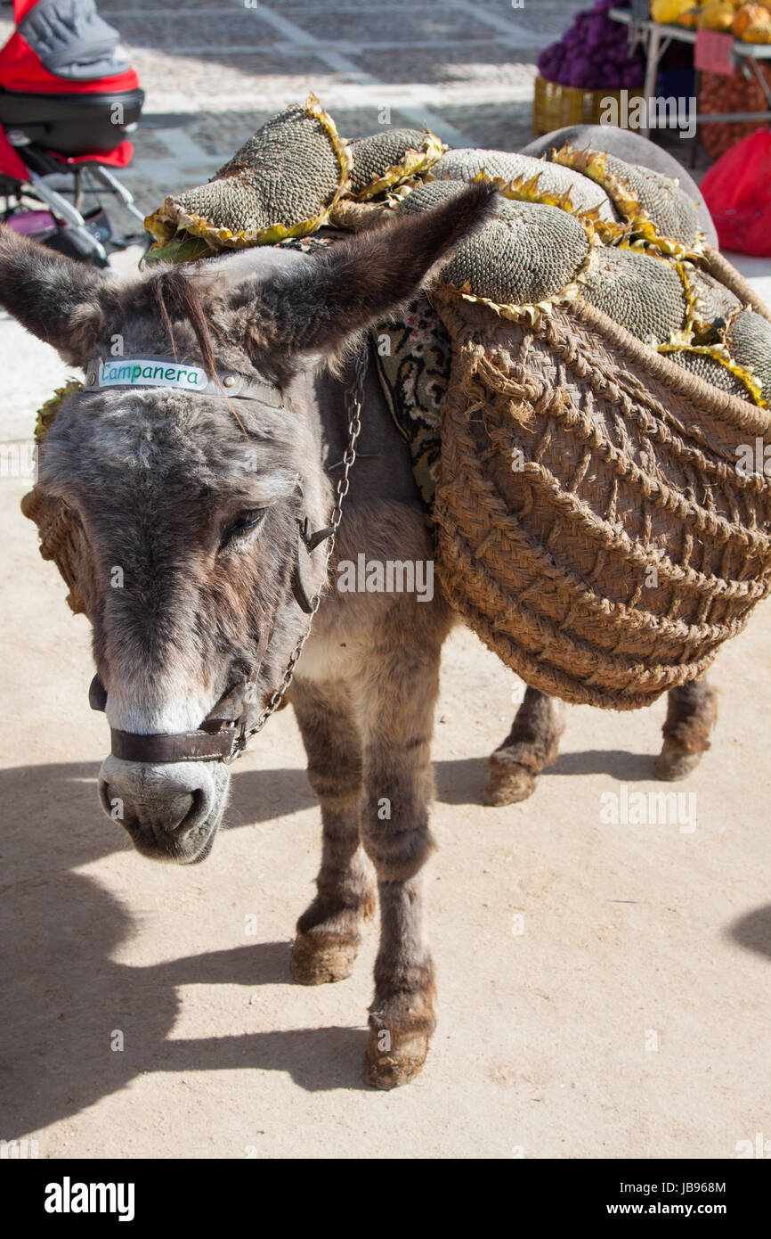 Donkey carrying a sunflower in chinchon near madrid Stock Photo - Alamy