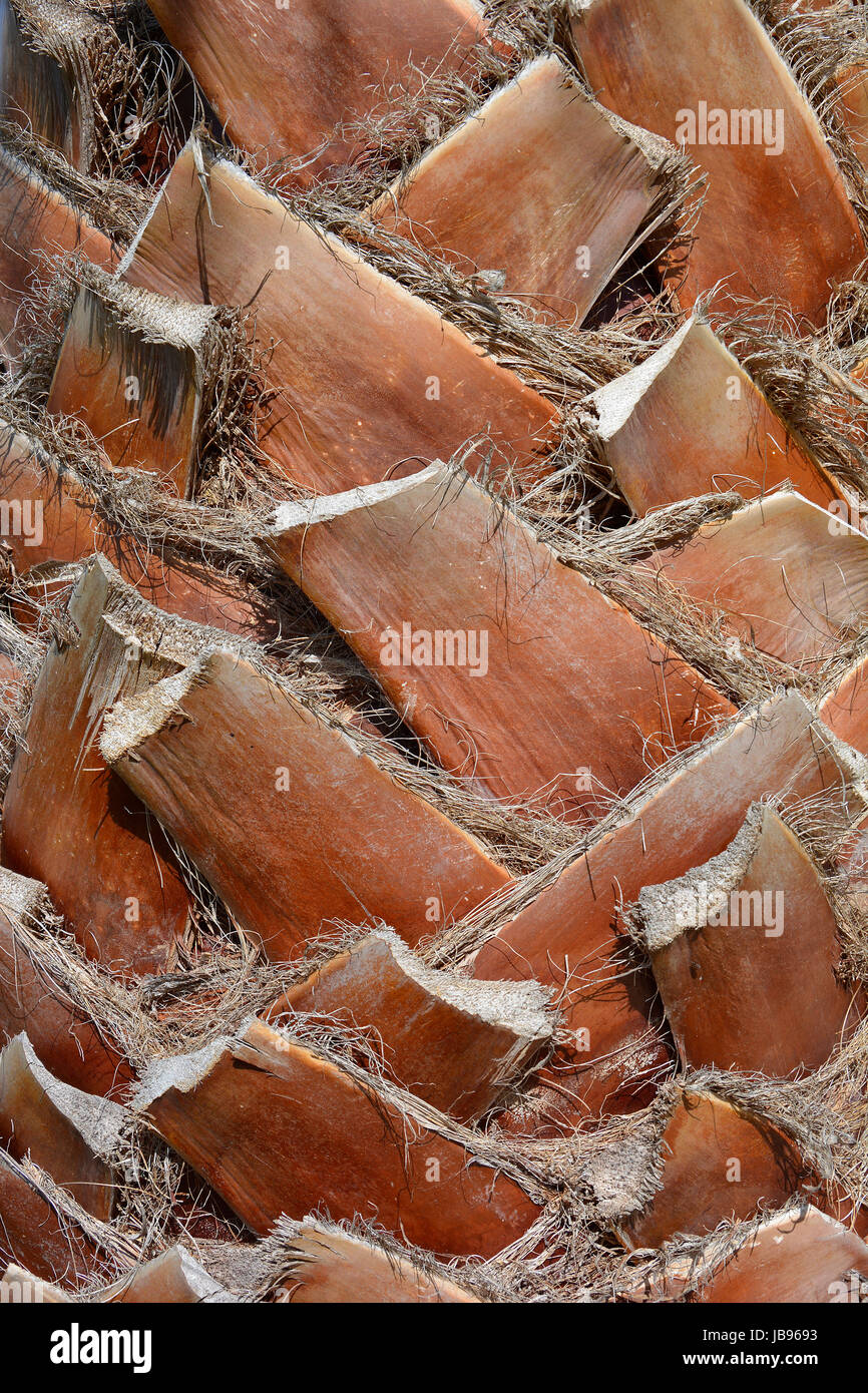 part of a dry palm tree in detail Stock Photo - Alamy