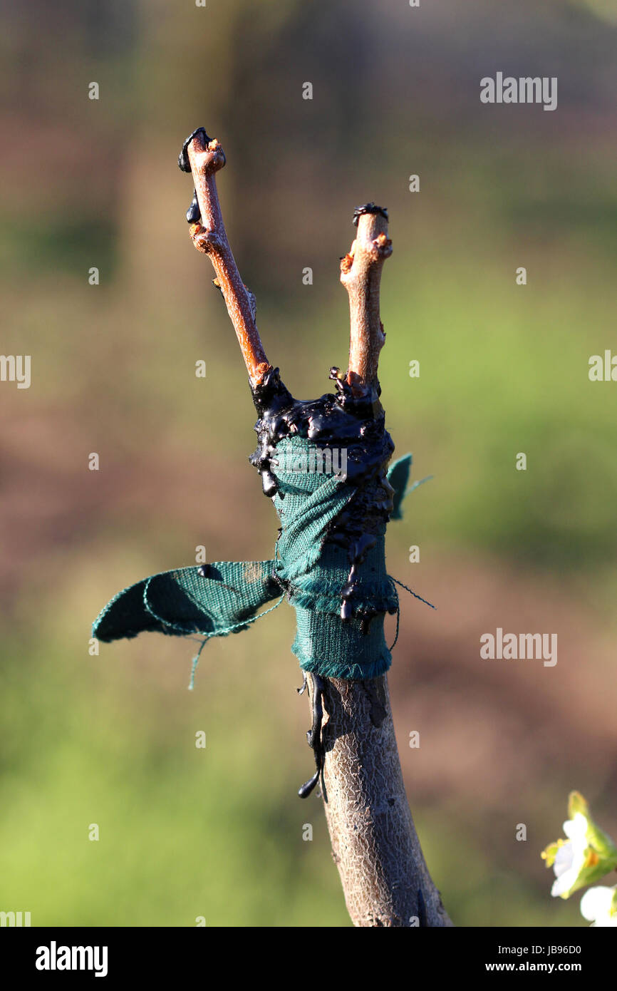image of a grafting fruit tree in an apple orchardi n spring Stock ...