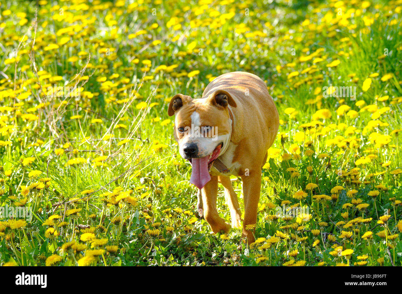 female american staffordshire terrier, dog on a grass Stock Photo - Alamy
