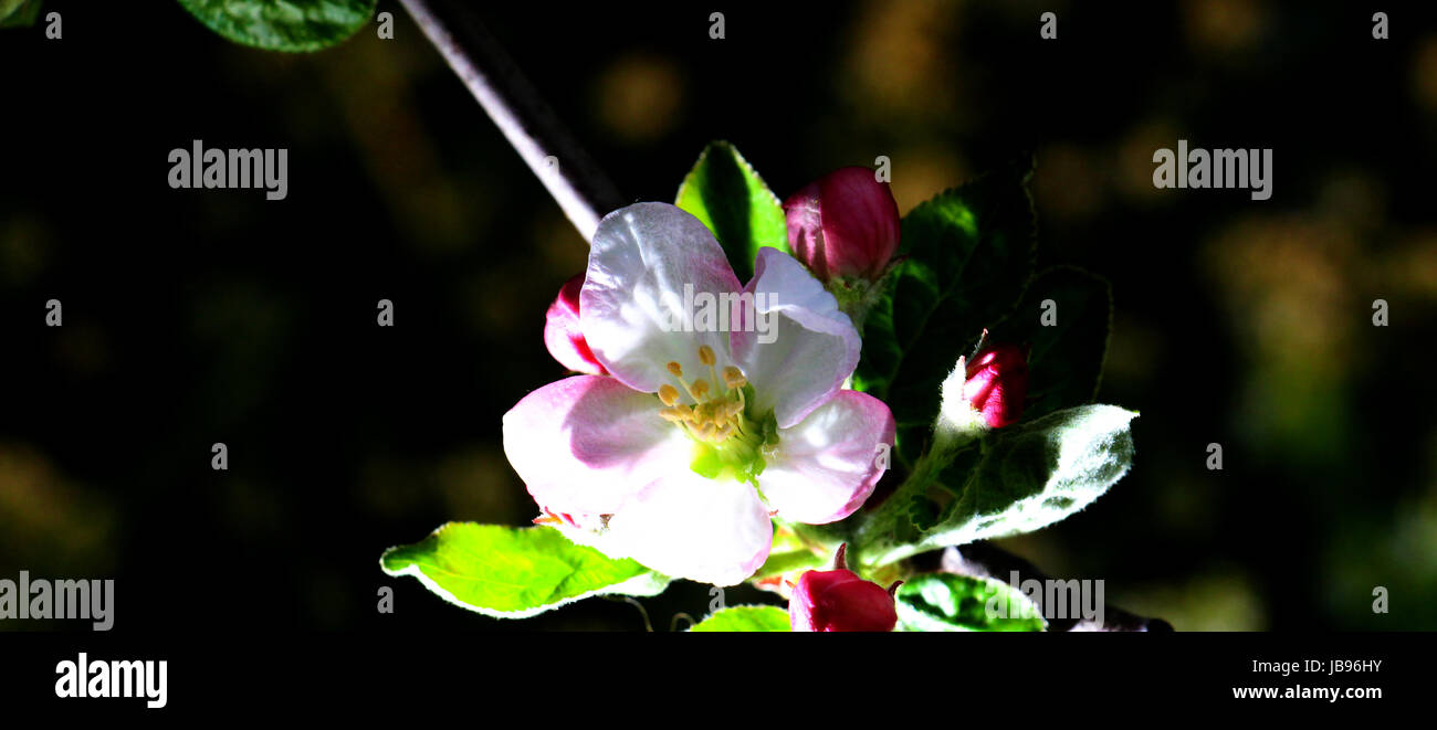image of a fragile , beautiful blossom of an apple tree.morning shot Stock Photo - Alamy
