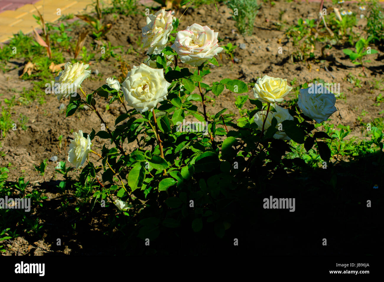 Beautiful floral background. Amazing view of a white rose blooming in ...