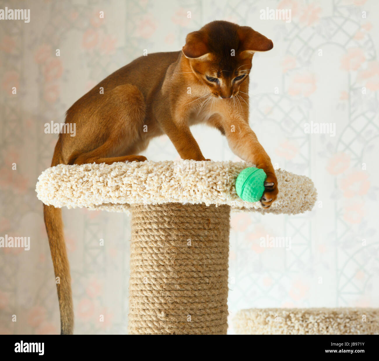 Young abyssinian cat at cat tree furniture Stock Photo - Alamy