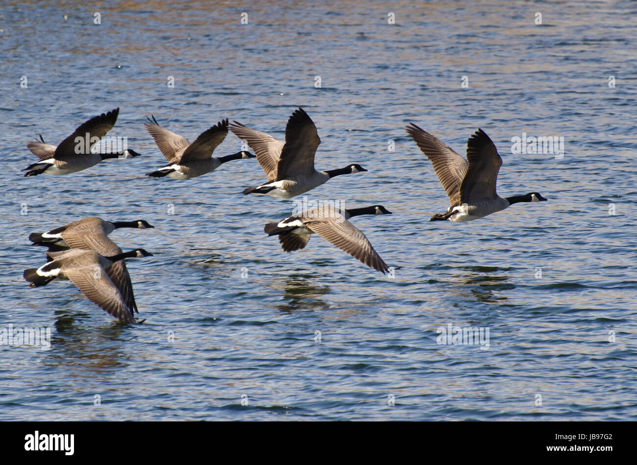 Canada Geese Flying Over Water Stock Photo - Alamy