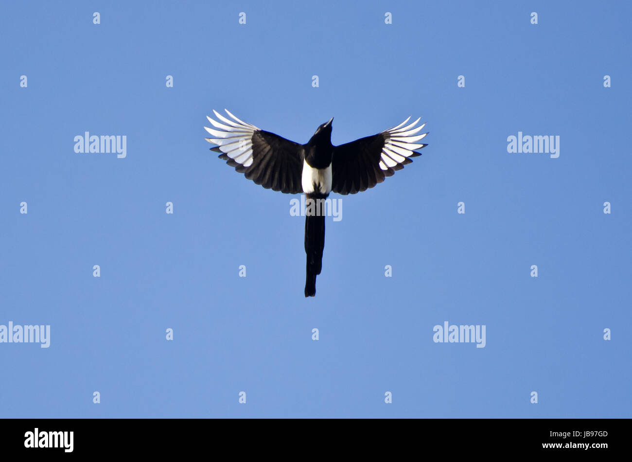 Black billed magpie in flight hi-res stock photography and images - Alamy