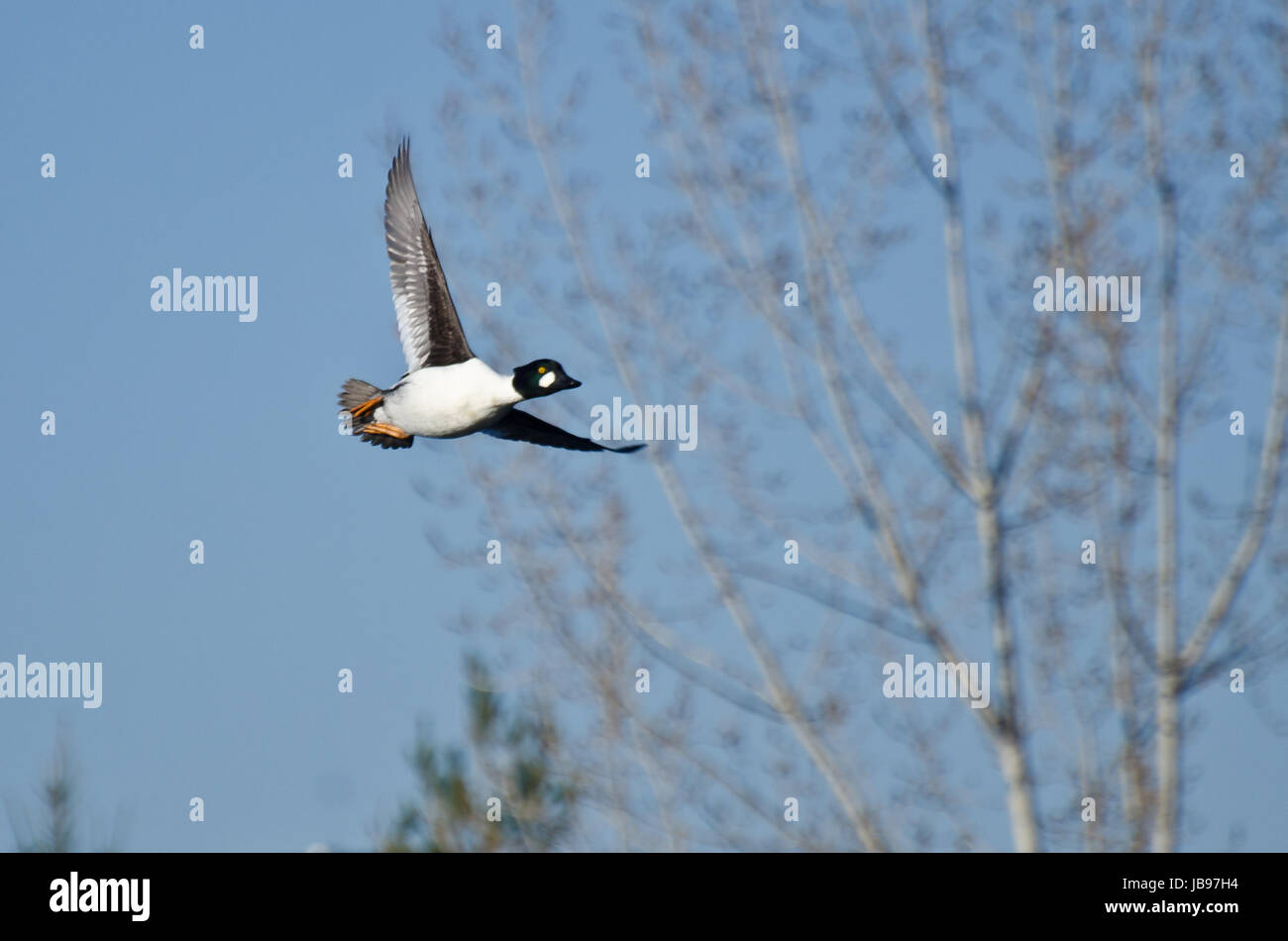Male Common Goldeneye Duck Flying in a Blue Sky Stock Photo - Alamy