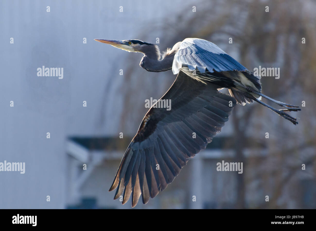 Great Blue Heron Taking to Flight Stock Photo - Alamy
