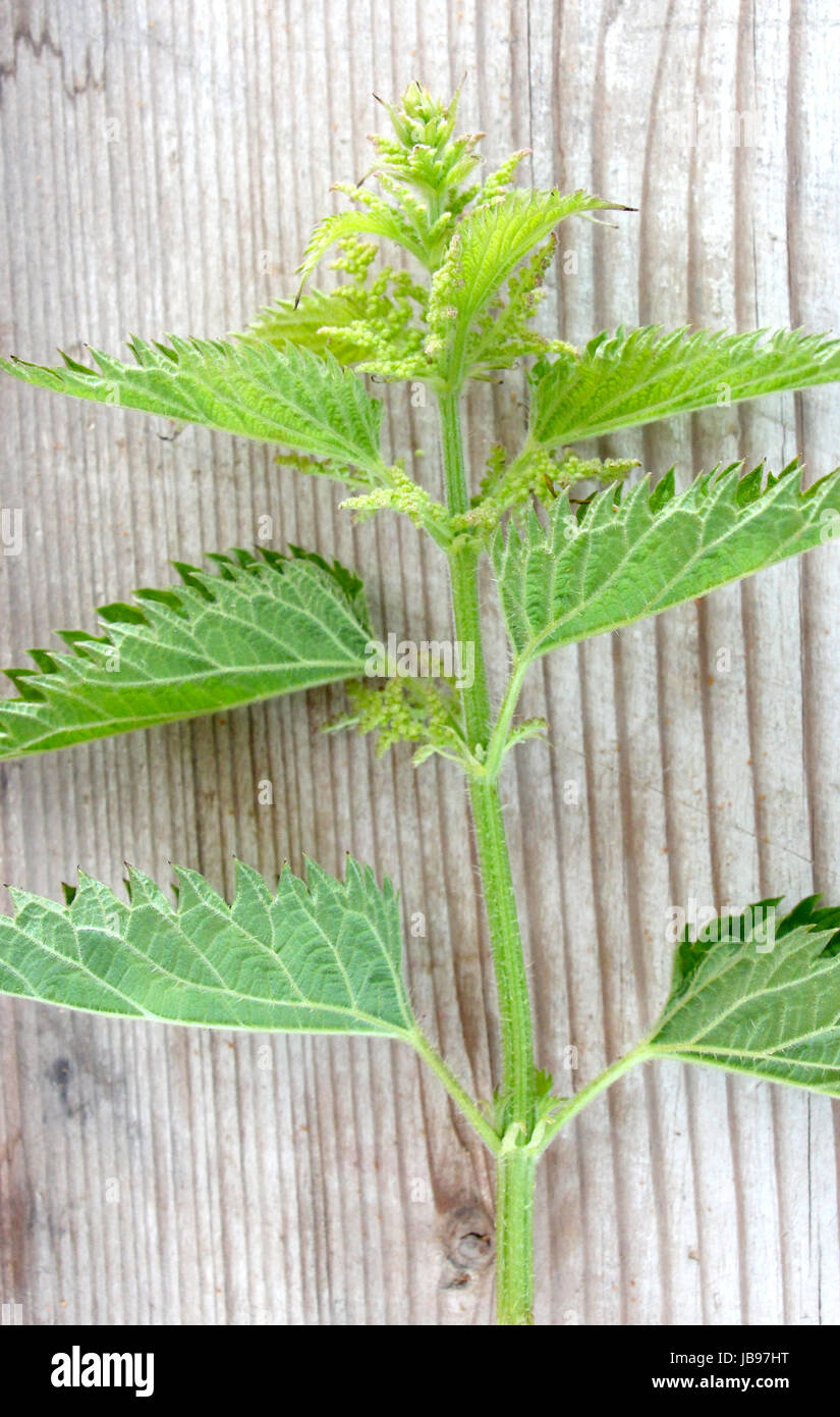 Stinging nettle isolated on wood background,image of a Stock Photo - Alamy