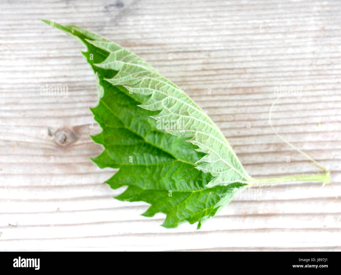 Stinging nettle isolated on wood background,image of a Stock Photo - Alamy