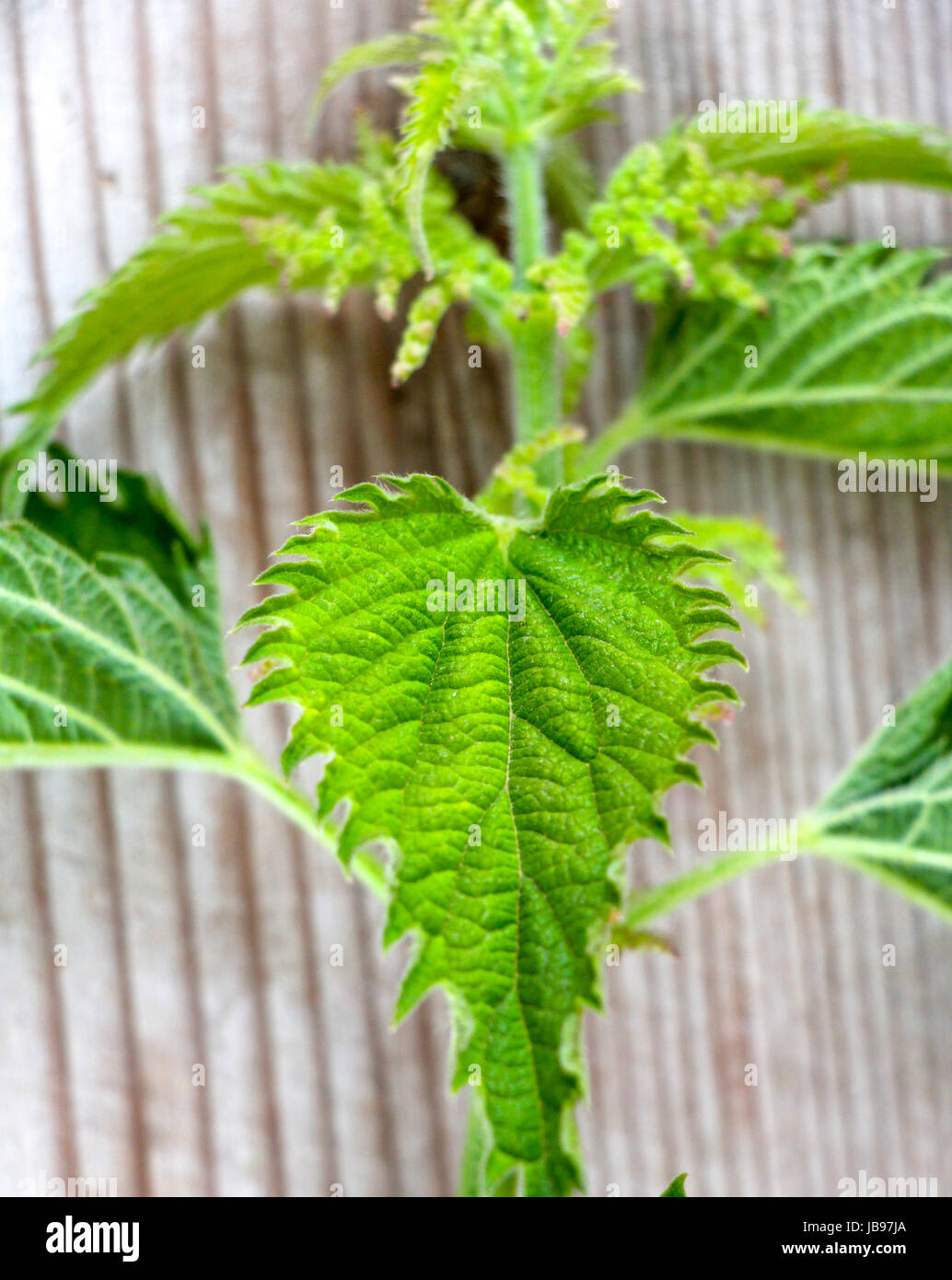 Stinging nettle isolated on wood background,image of a Stock Photo - Alamy