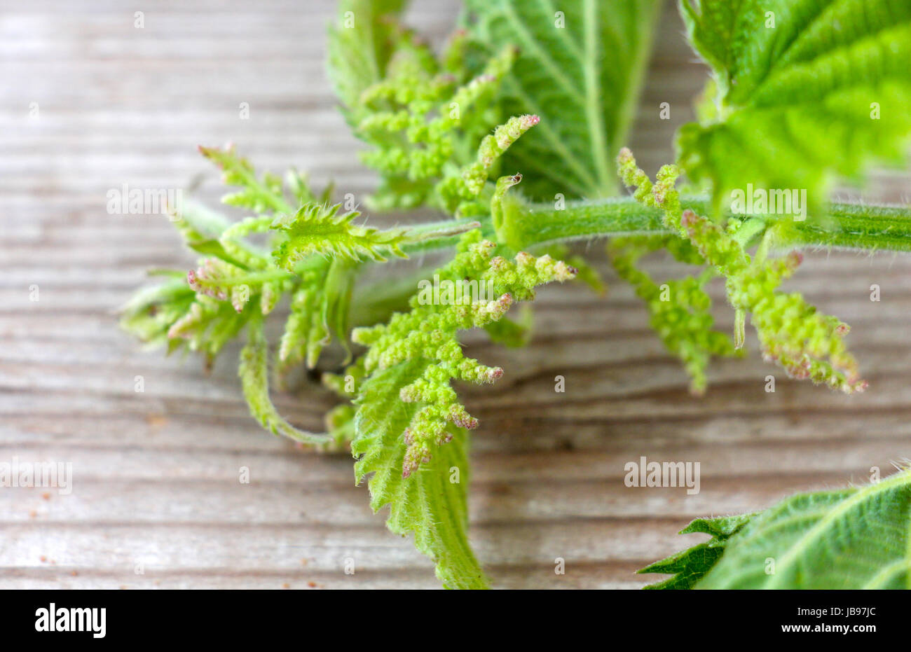 Stinging nettle isolated on wood background,image of a Stock Photo - Alamy