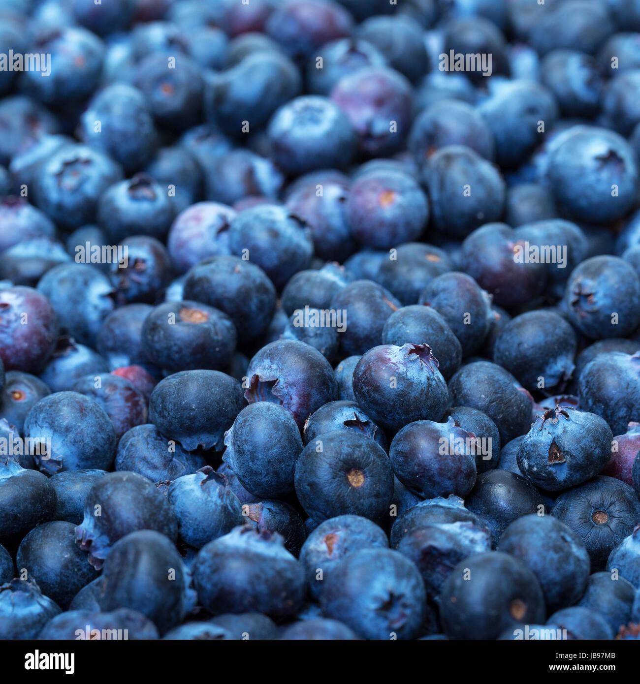 Freshly picked blueberries, closeup background Stock Photo - Alamy
