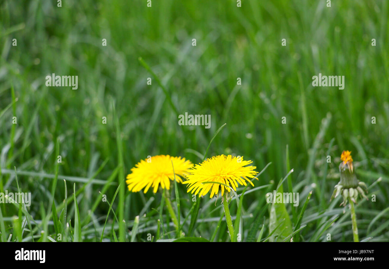 two dandelion flowers on a grass,shallow dof Stock Photo - Alamy