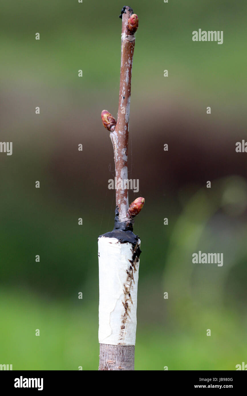 grafted fruit tree in an orchard,picture of a Stock Photo - Alamy