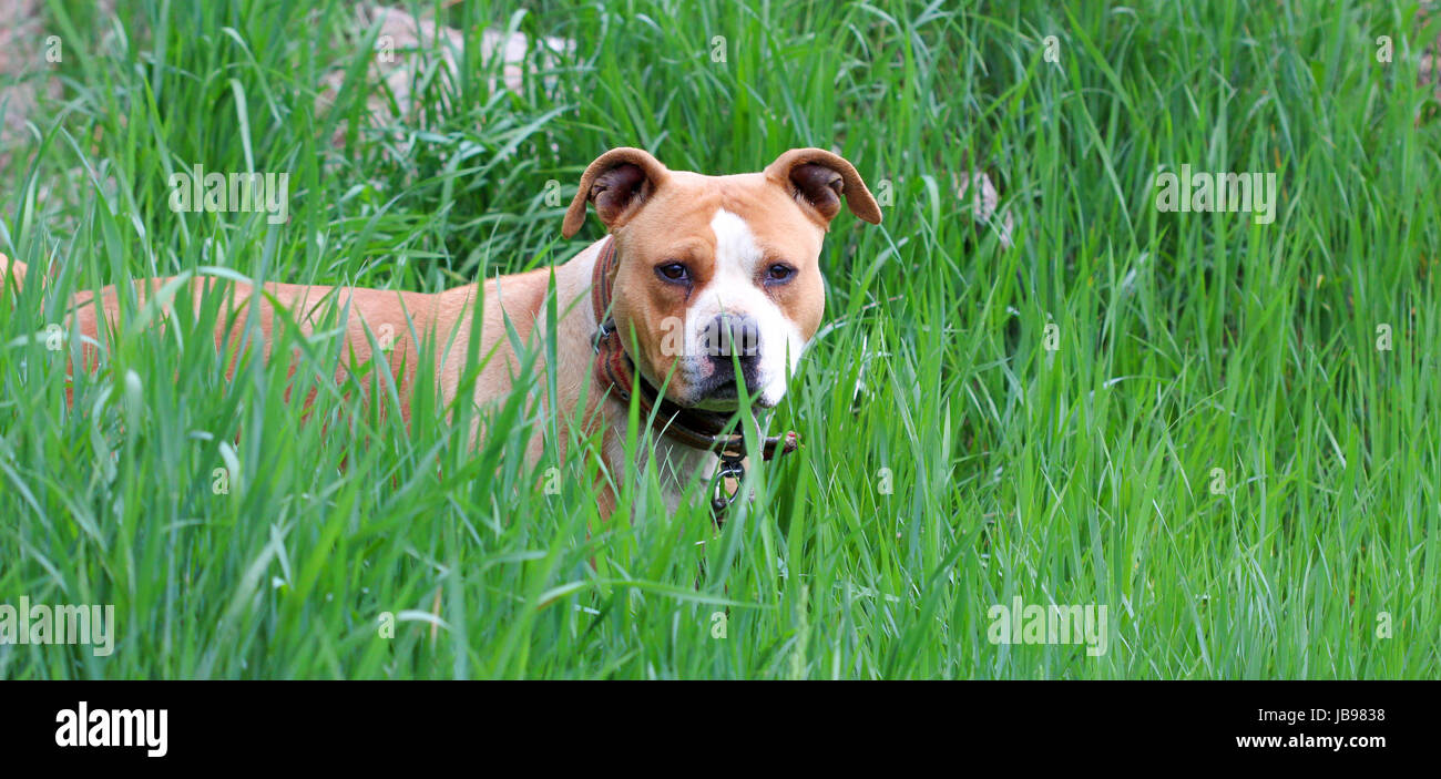 staffie female dog in nature Stock Photo - Alamy