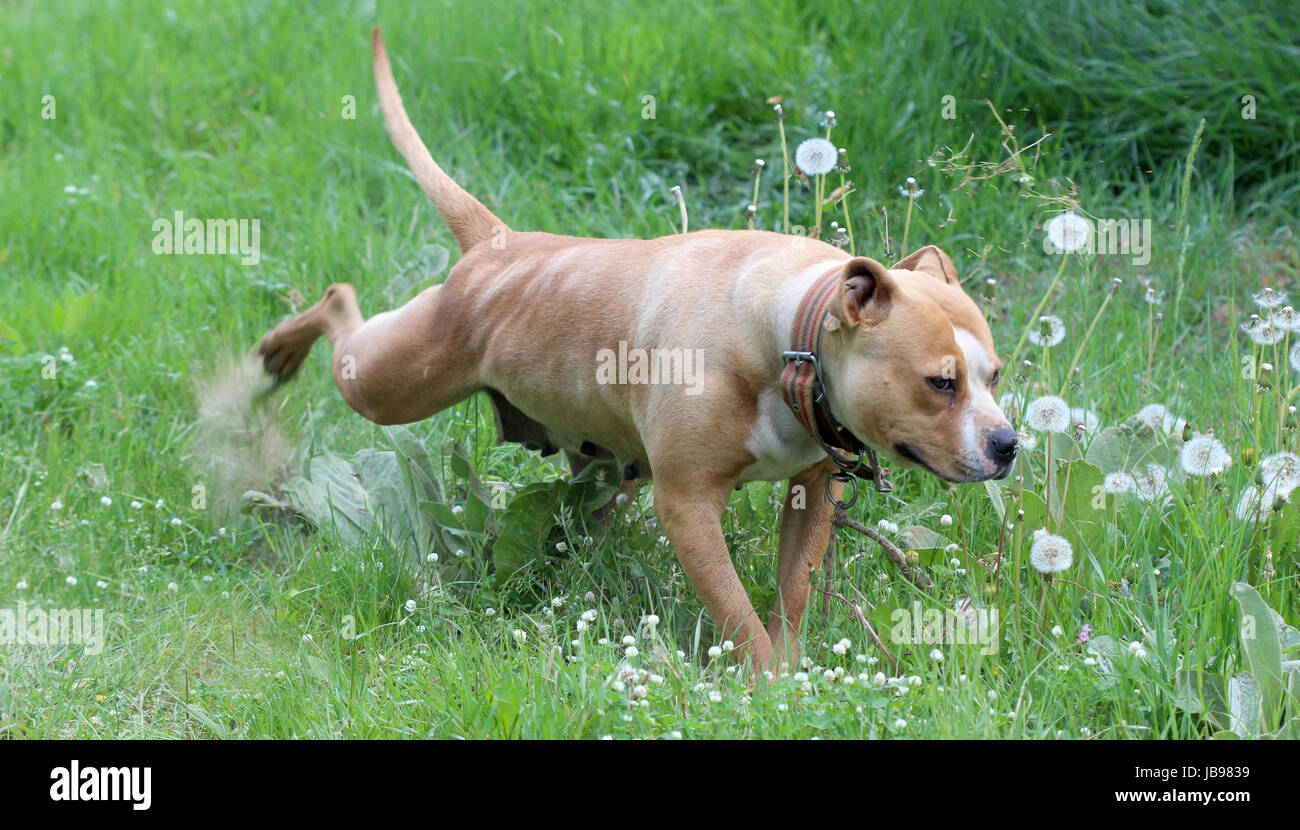 staffie female dog in nature Stock Photo - Alamy