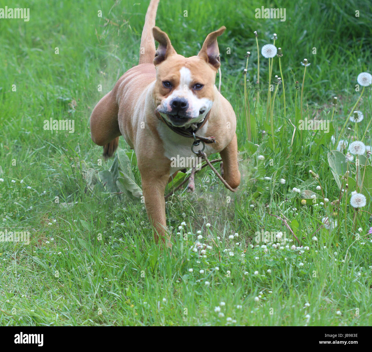 staffie female dog in nature Stock Photo - Alamy