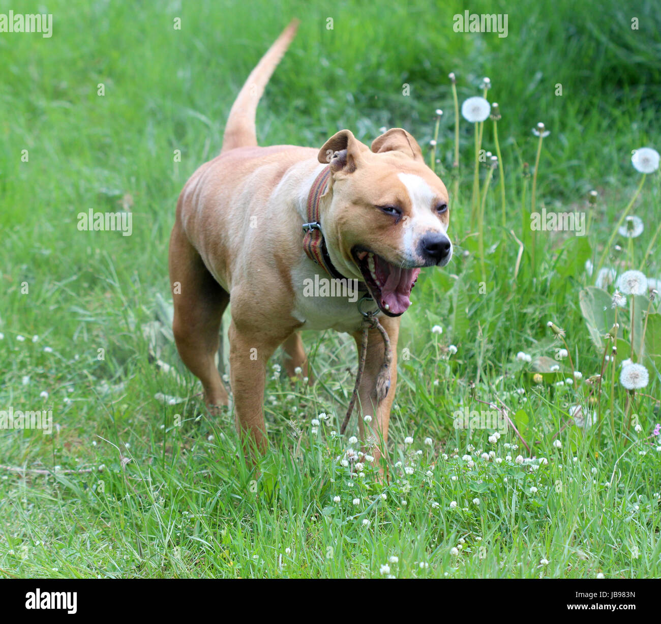 staffie female dog in nature Stock Photo - Alamy