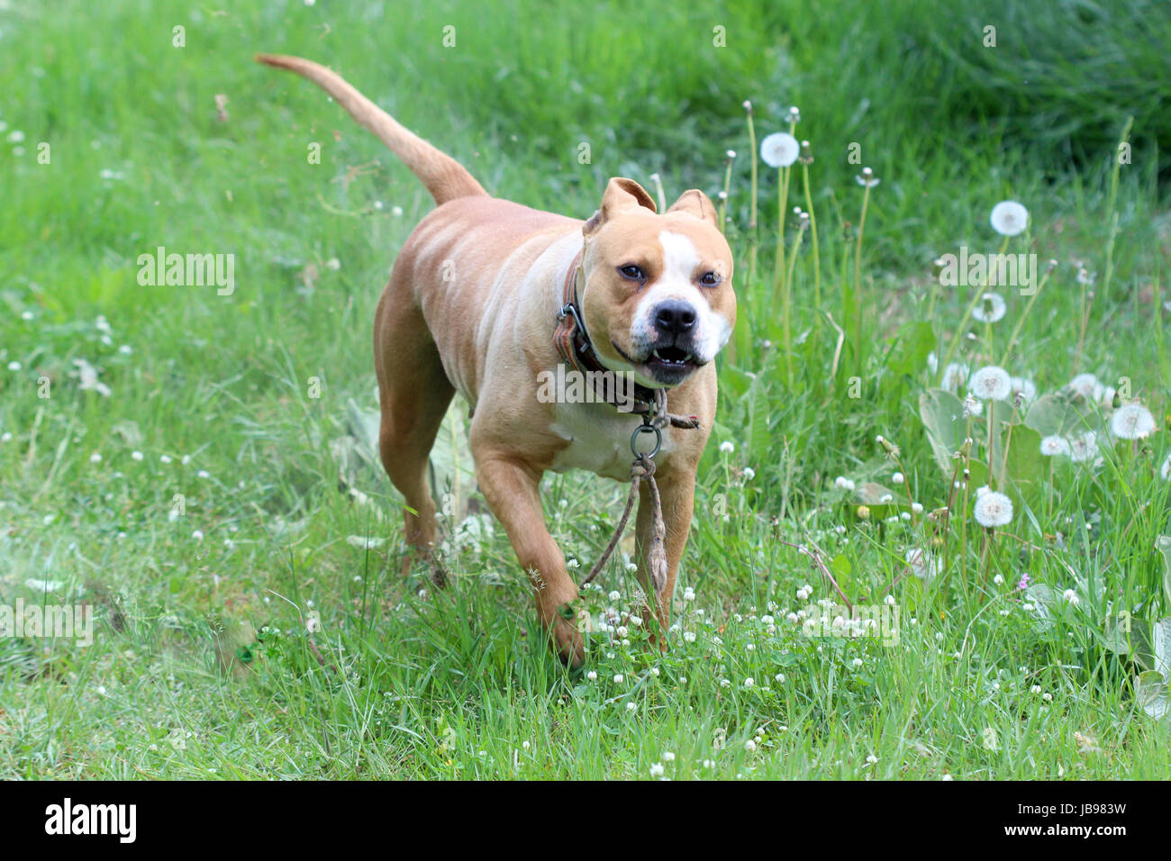 staffie female dog in nature Stock Photo - Alamy