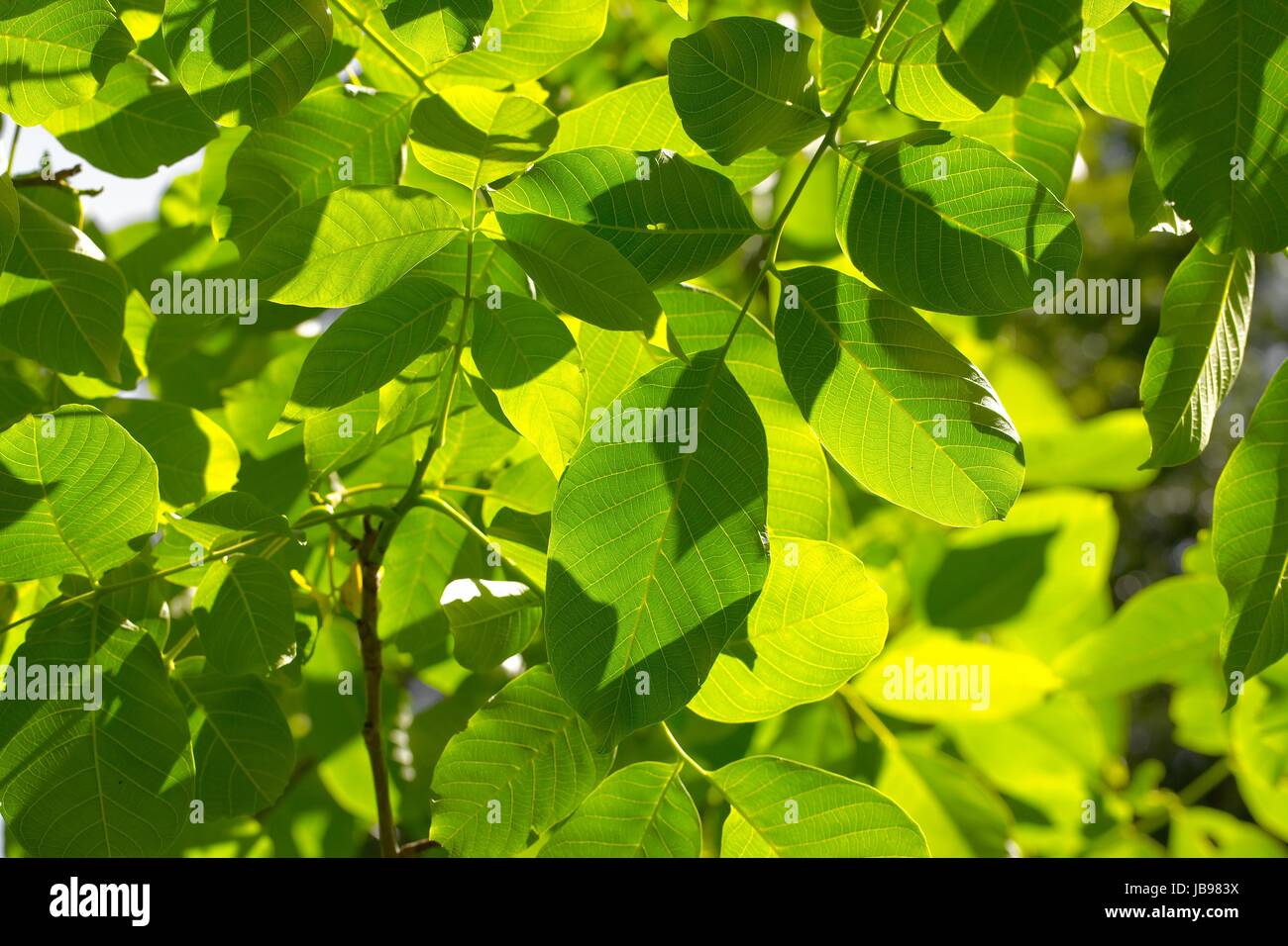 Green leaves of a tree Stock Photo - Alamy