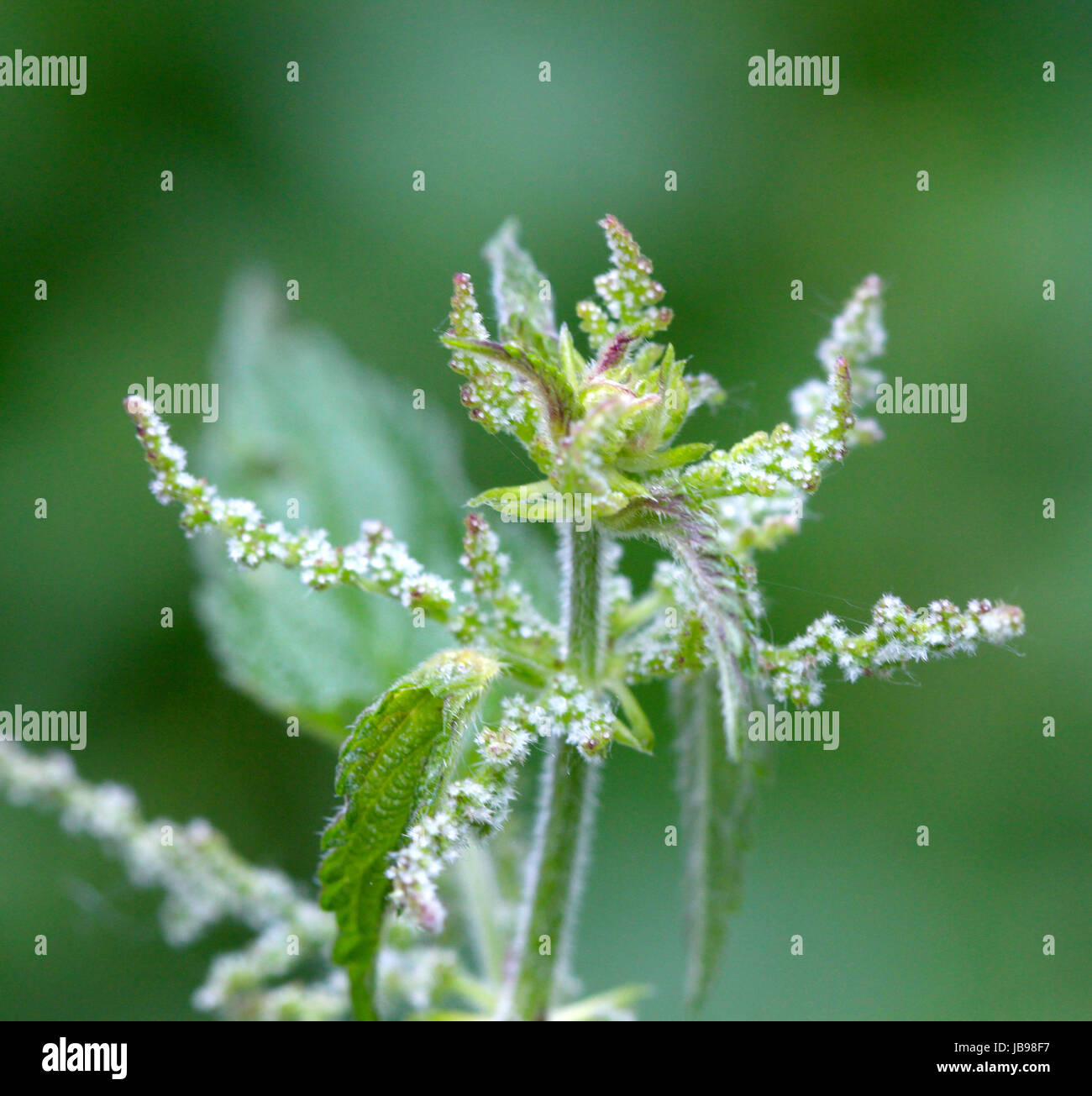 Common nettle seeds hi-res stock photography and images - Alamy