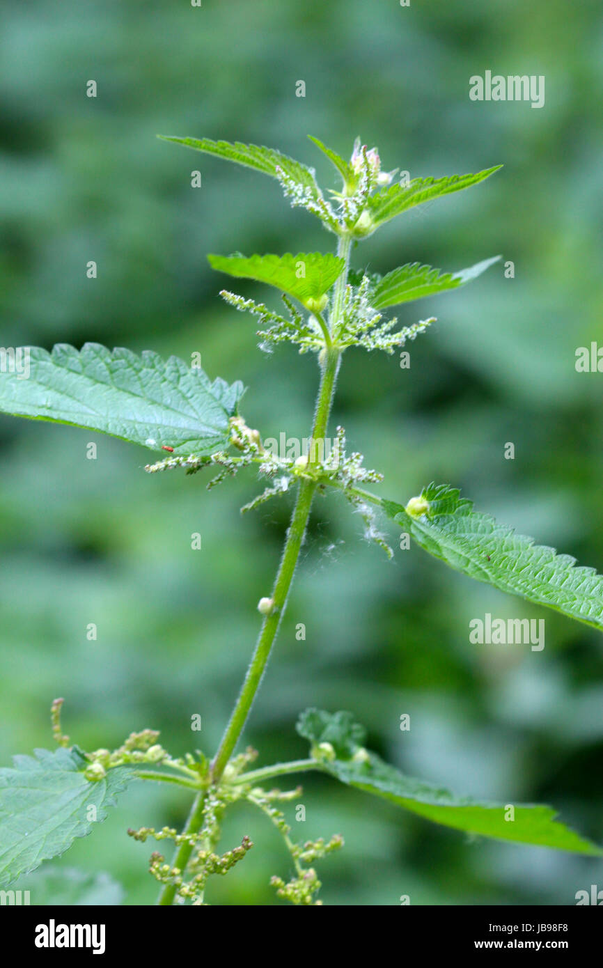 Common Nettle Seeds High Resolution Stock Photography and Images - Alamy