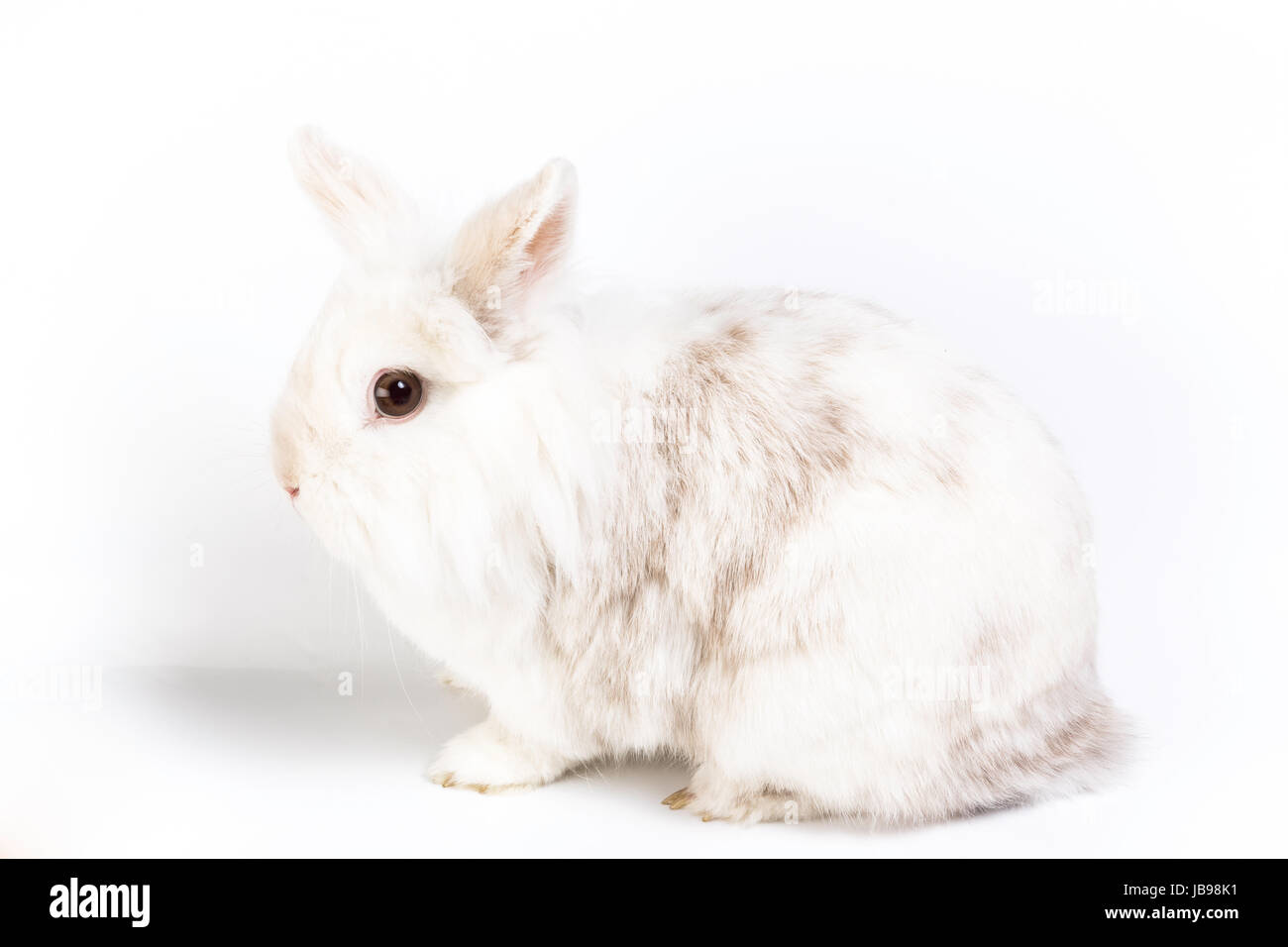 White hare in landscape hi-res stock photography and images - Alamy