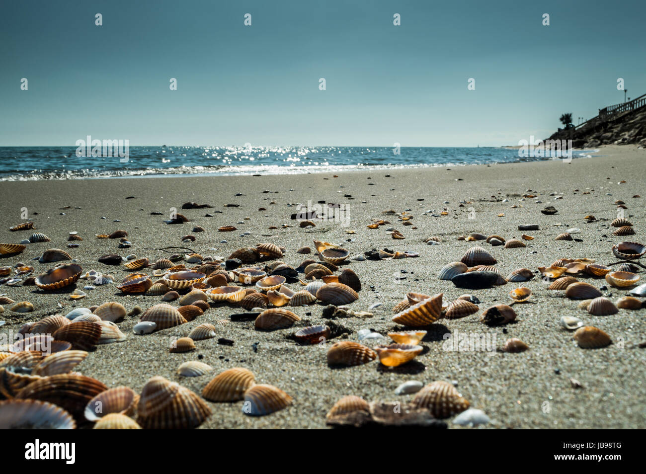 many shells on the beach, Ionian sea in Basilicata Stock Photo - Alamy
