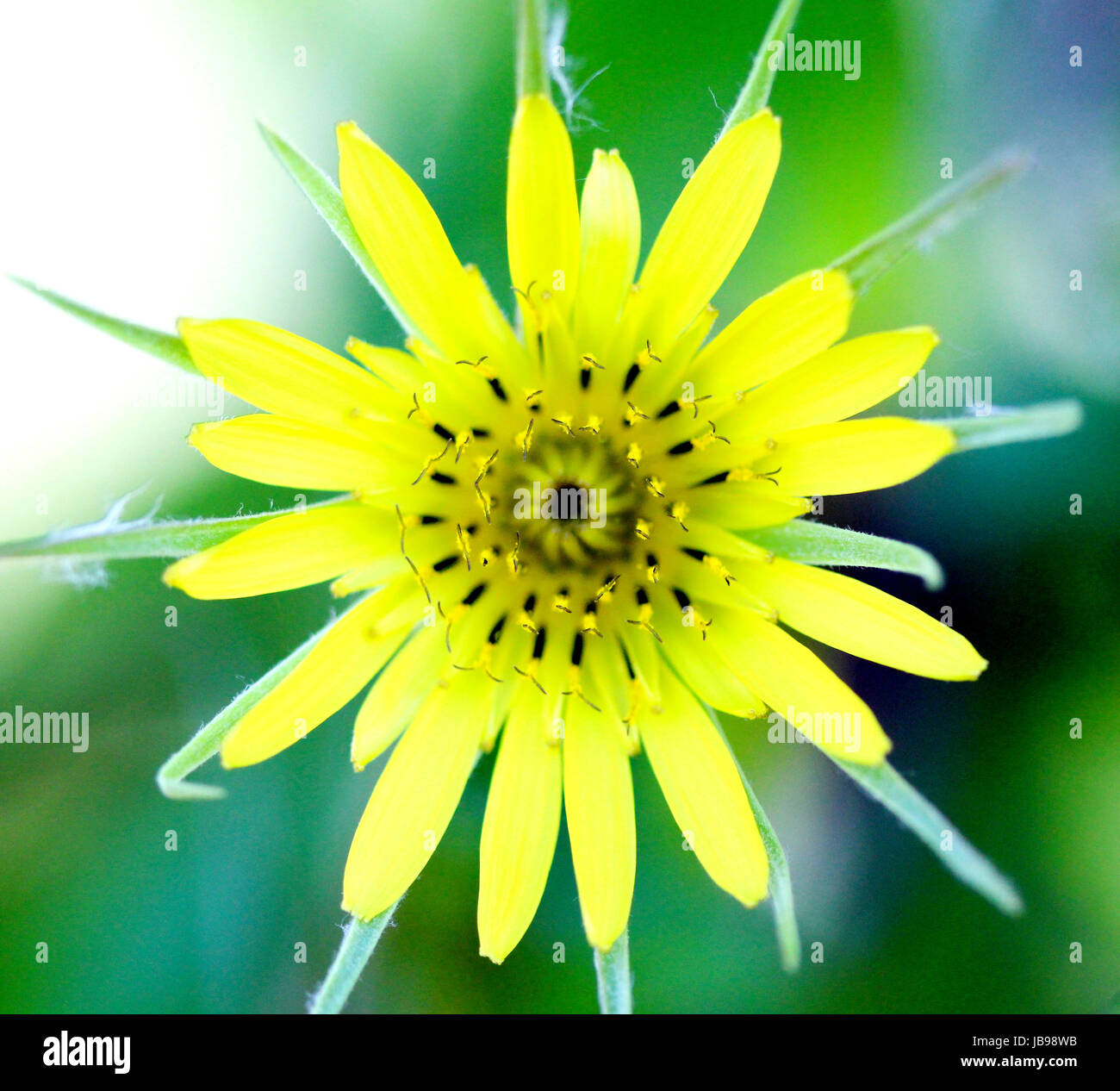 yellow wild flower Stock Photo - Alamy