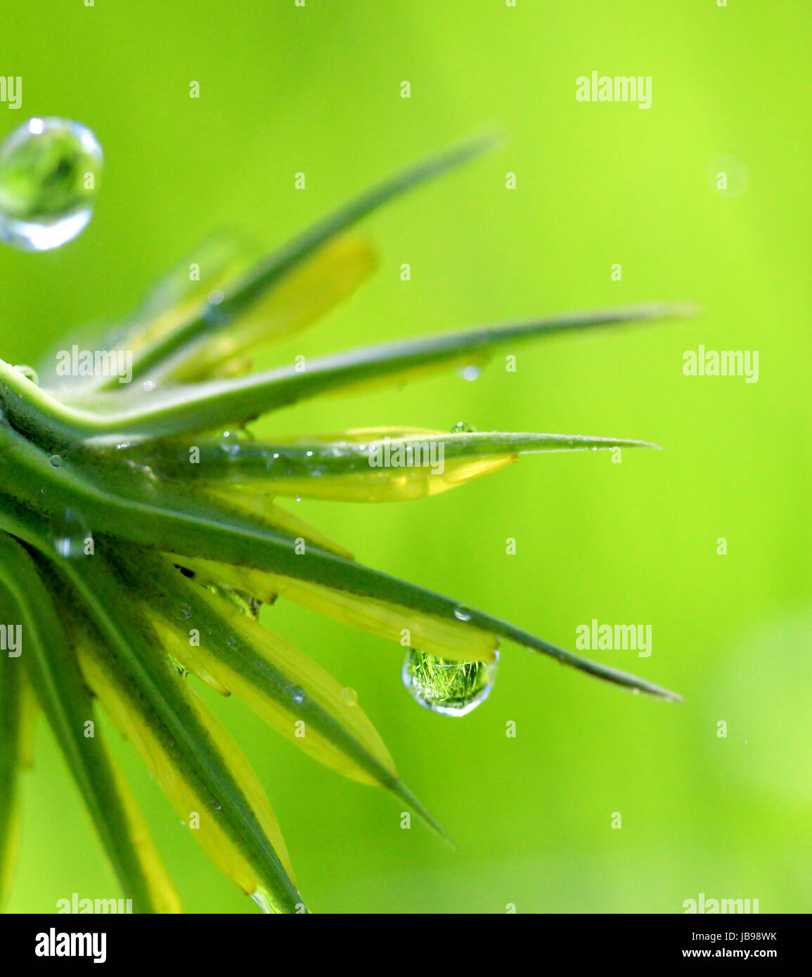 Drop falling into daisy hi-res stock photography and images - Alamy