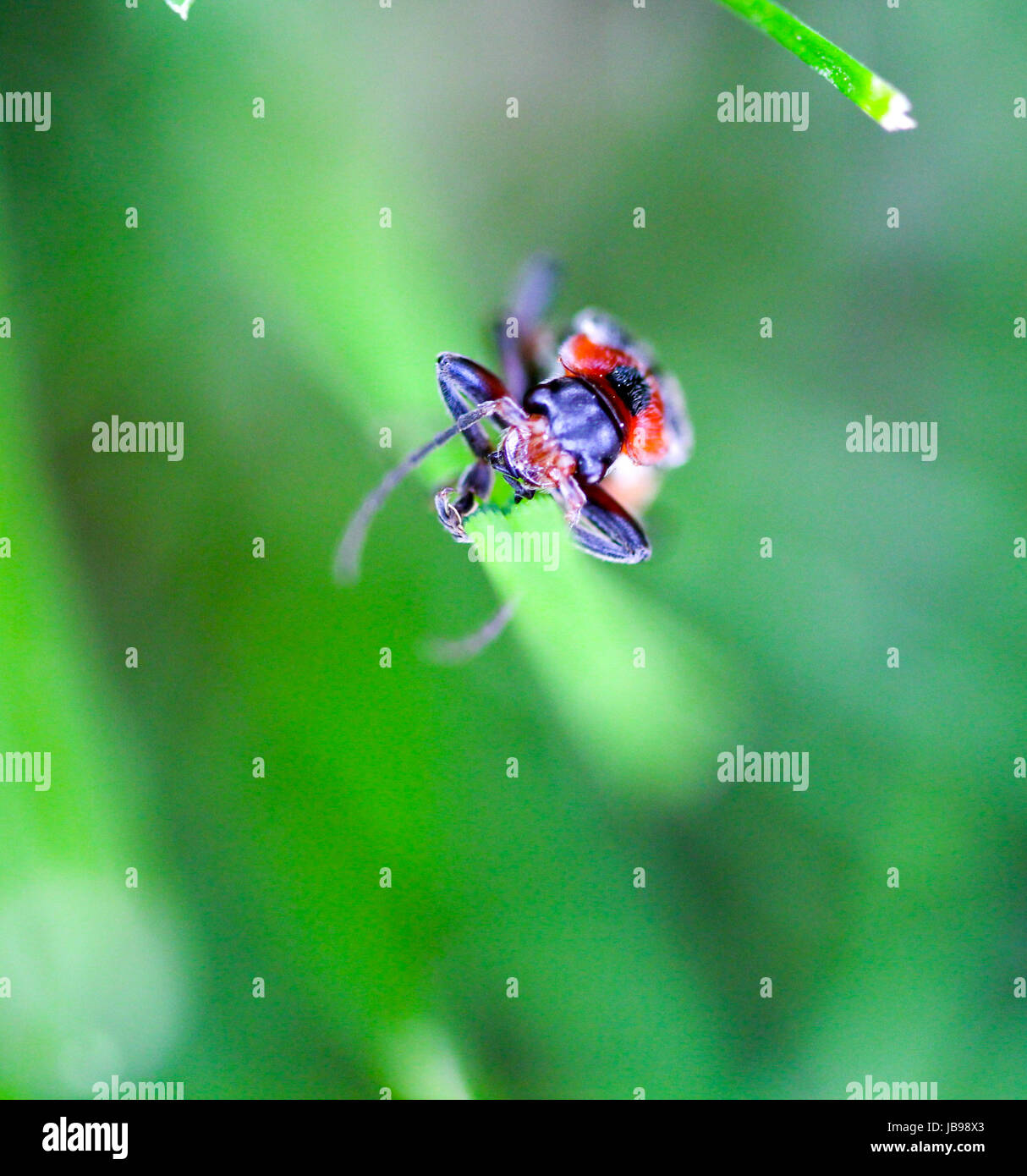 insect on a grass blade Stock Photo - Alamy