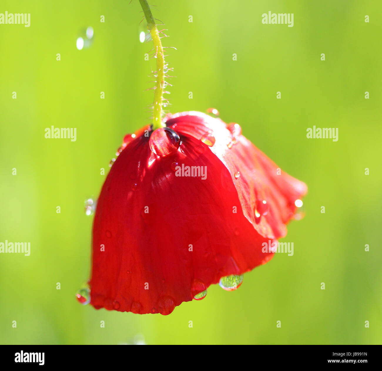 red poppy flower, waterdrops, raindrops, morning, image Stock Photo - Alamy