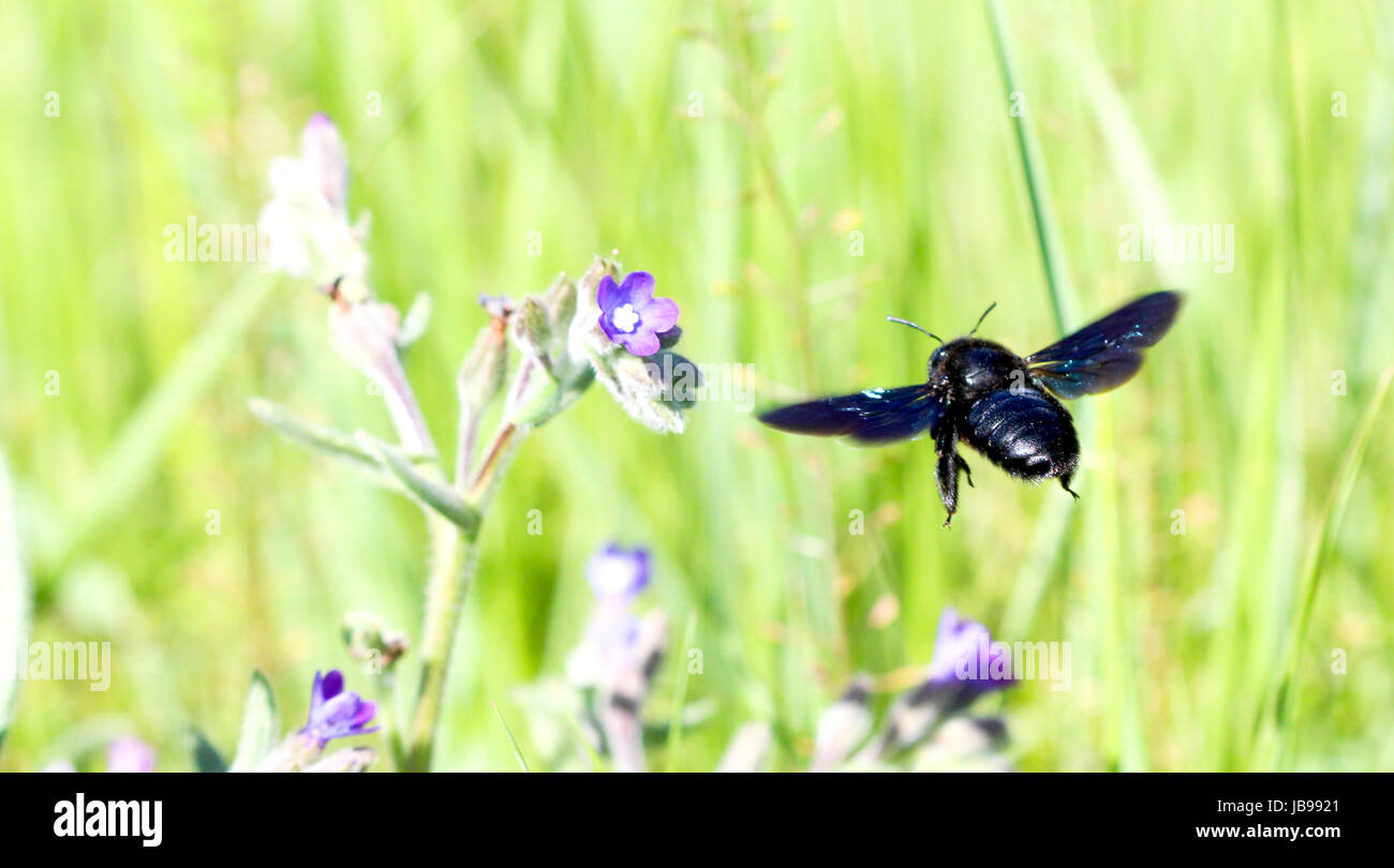 image of Black Bee fly to flower, morning shot Stock Photo - Alamy