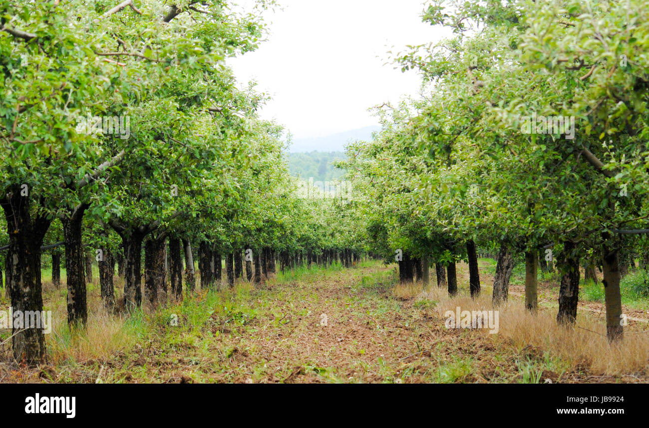 apple orchard in may, after ending the blossoming process Stock Photo ...