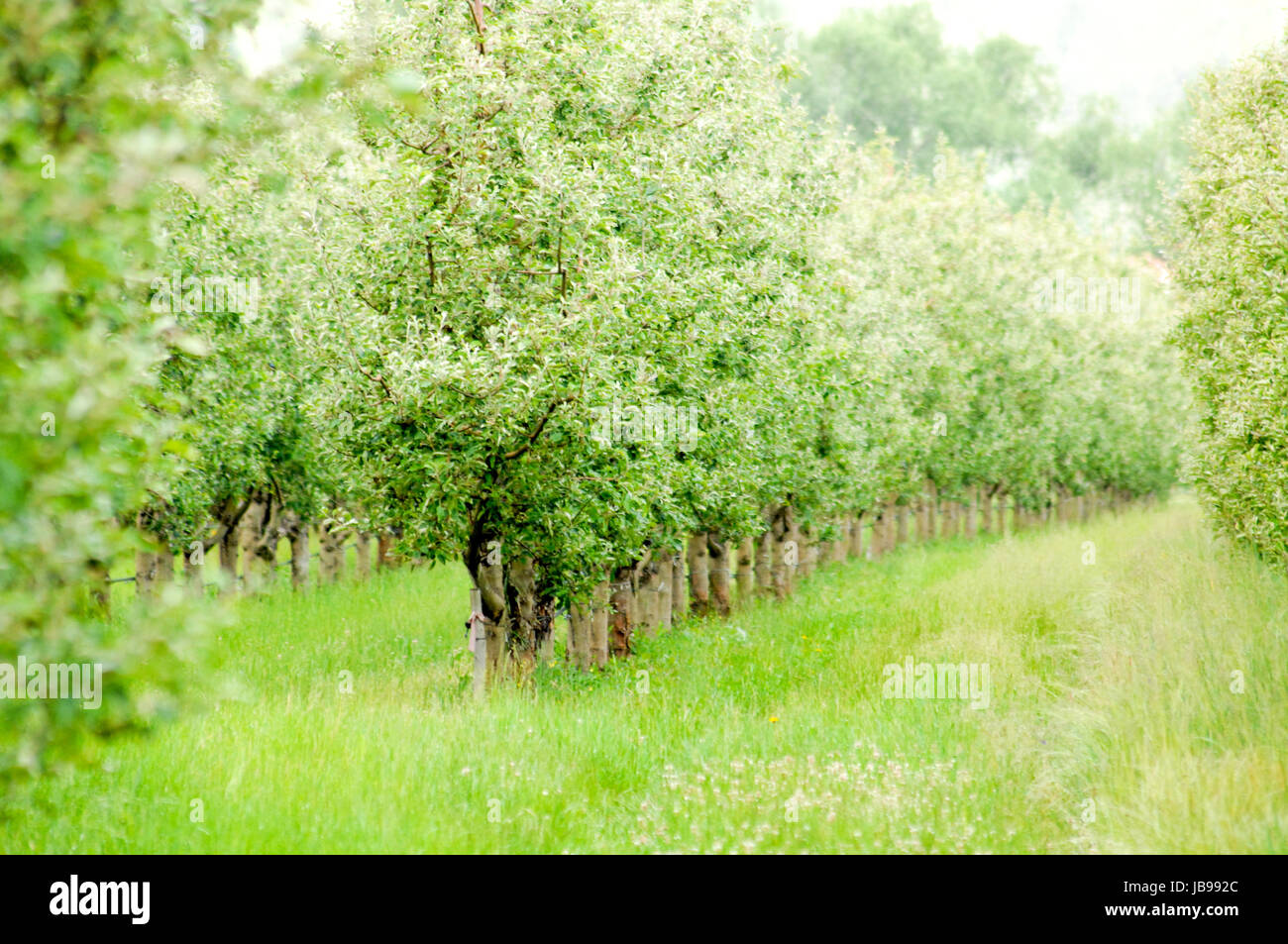apple orchard in may, after ending the blossoming process Stock Photo ...