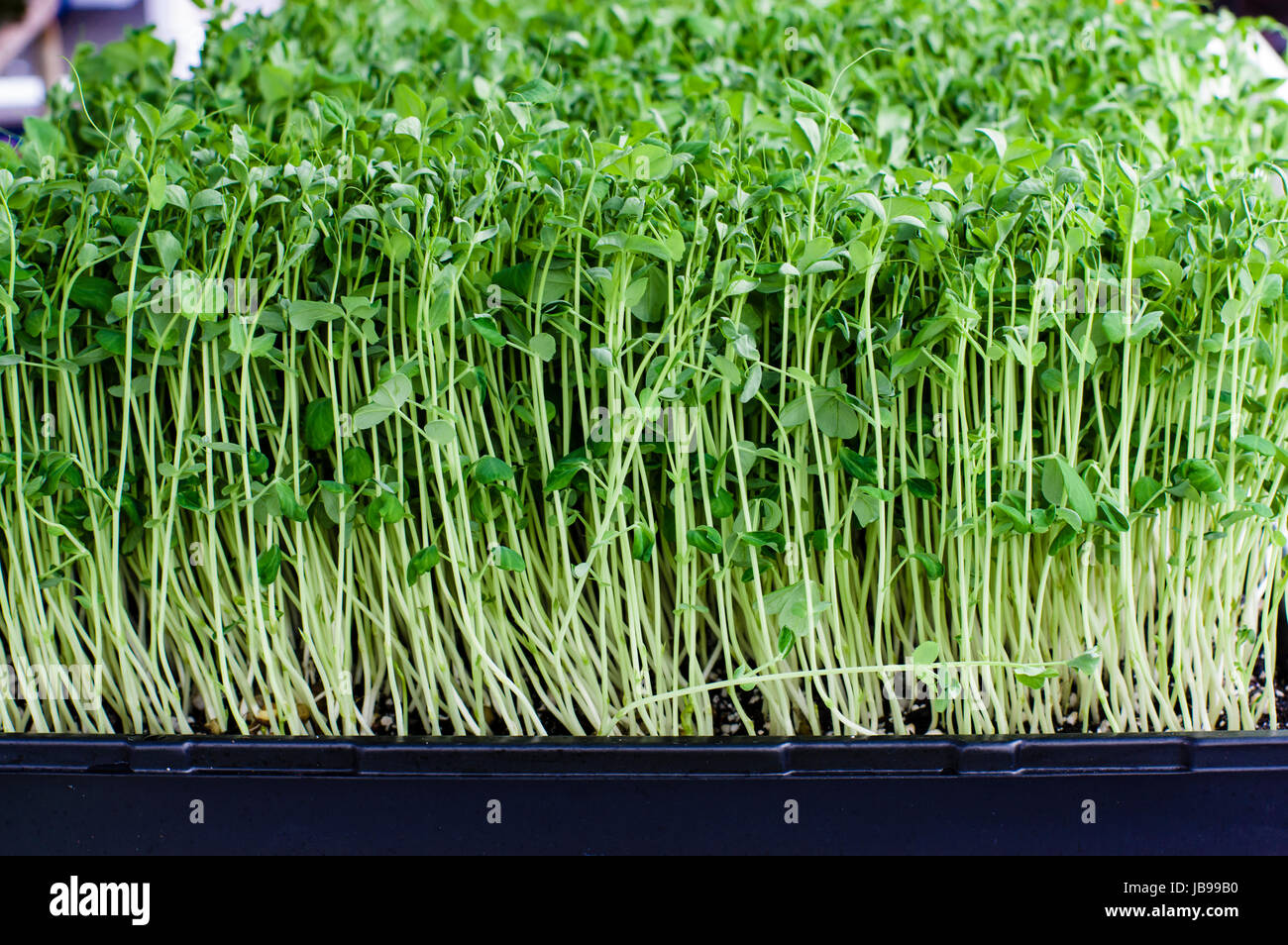 Fresh green sprouts ready to harvest for sale Stock Photo - Alamy