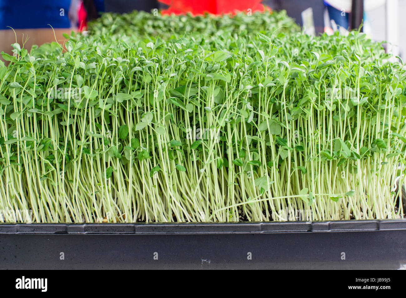 Fresh green sprouts hi-res stock photography and images - Alamy