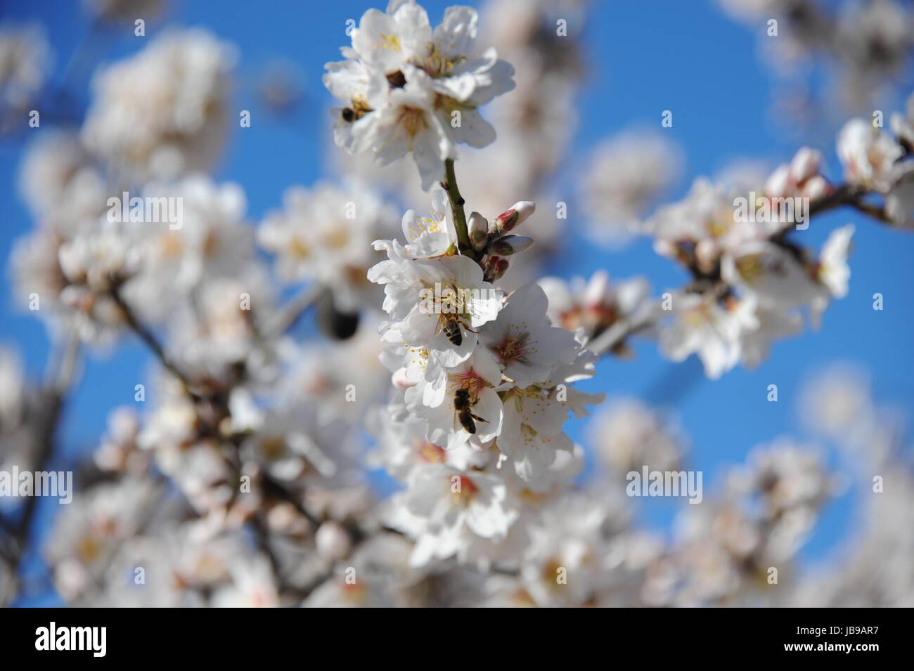 mandelum flower in spain Stock Photo - Alamy