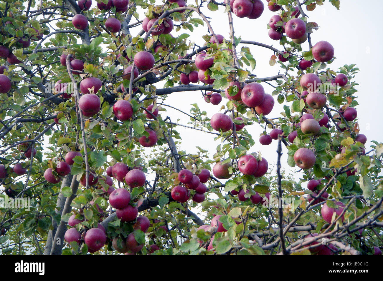 Apple tree. Multiple Apples hanging from an Apple tree on a bright blue ...