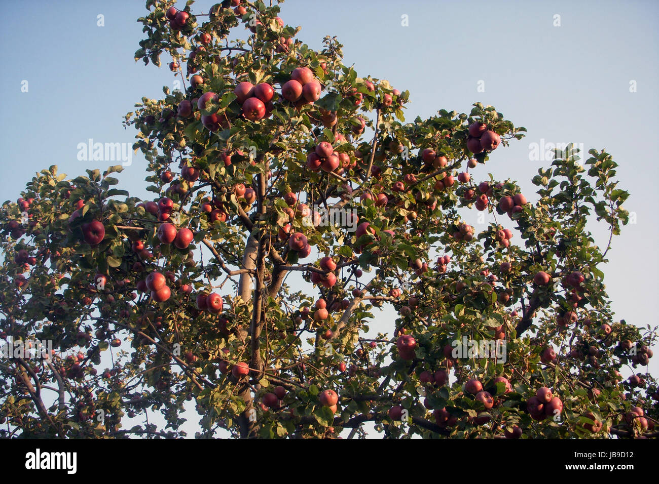 Apple tree. Multiple Apples hanging from an Apple tree on a bright blue ...